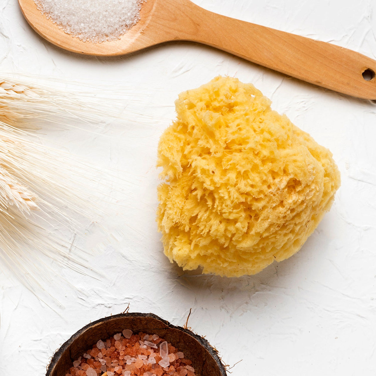 Natural Sponges: All You Need To Know – Sole Toscana